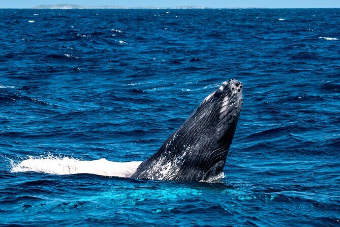 Grand Turk: Whale Watching - Practical Details