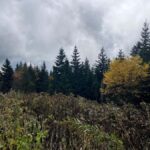 Great Smoky Mtns: Folklore Flora Fauna - Storytelling Hikes - Who Is This Tour Best For?