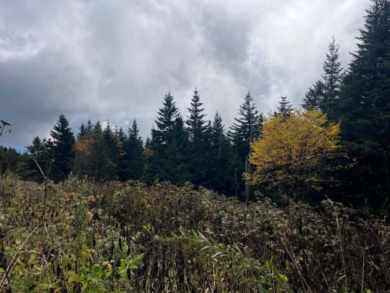 Great Smoky Mtns: Folklore Flora Fauna - Storytelling Hikes - Who Is This Tour Best For?