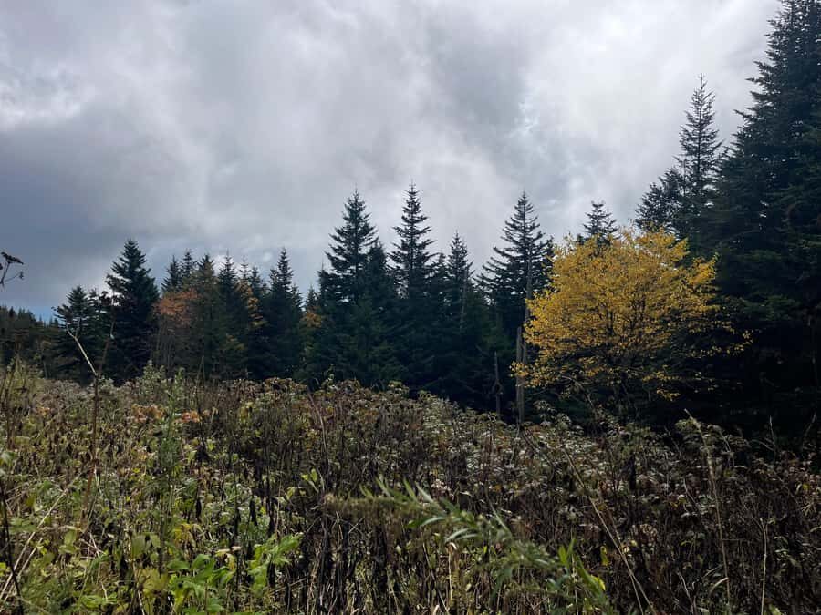 Great Smoky Mtns: Folklore Flora Fauna - Storytelling Hikes - Who Is This Tour Best For?