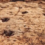 Greater Zion: Dinosaur Tracks in the Desert UTV Tour - How Does It Compare to Other Zion Adventures?