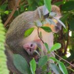 Green Monkey Time - Who Should Consider This Tour?