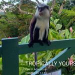 Grenada: Culture and Nature Island Tour with Chocolate & Rum - Who Will Love This Tour?