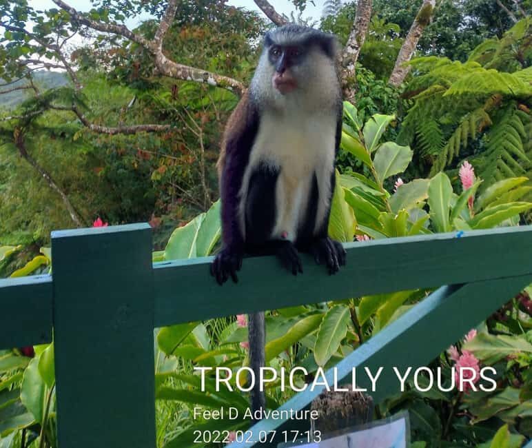 Grenada: Culture and Nature Island Tour with Chocolate & Rum - Who Will Love This Tour?