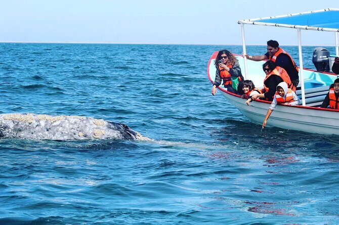 Grey Whale Watching with Expert Local Guides - The Essence of the Experience: Close Encounters with Gray Whales