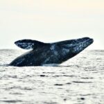 Grey Whales at Puerto Chale Private Expedition - The Value of a Private Experience