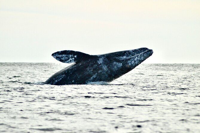 Grey Whales at Puerto Chale Private Expedition - The Value of a Private Experience