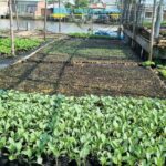 Group Tour: Floating Market, Rice Noodle, nursery vegatable - What You Can Expect from the Tour