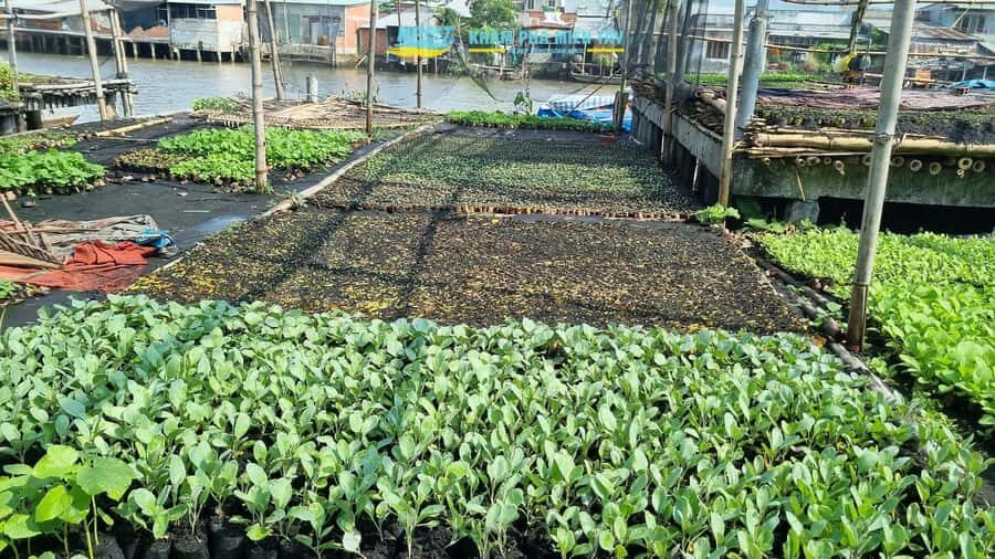 Group Tour: Floating Market, Rice Noodle, nursery vegatable - What You Can Expect from the Tour