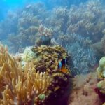 Group tour - Snorkeling by speeboat in Phu Quoc island - Authentic Perspectives and Review Insights