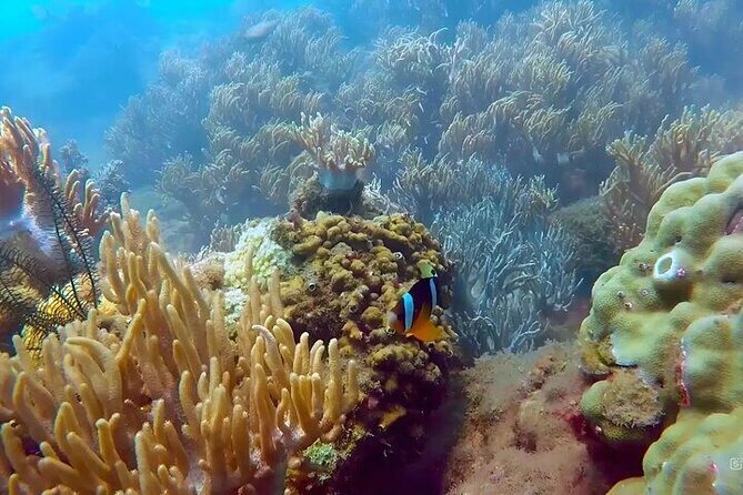 Group tour - Snorkeling by speeboat in Phu Quoc island - Authentic Perspectives and Review Insights