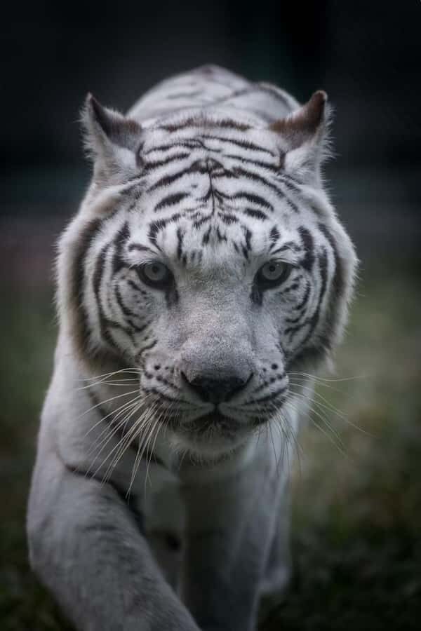 Guangzhou: Guangzhou Zoo Official Entry Ticket with Pandas - The Itinerary: What to Expect