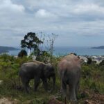 Guide Tour to Patong Hilltribe Ethical Elephant Village - The Sum Up: A Genuine, Respectful Encounter with Elephants