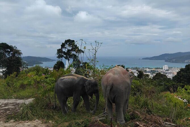 Guide Tour to Patong Hilltribe Ethical Elephant Village - The Sum Up: A Genuine, Respectful Encounter with Elephants