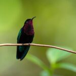 Guided Birdwatching Castries Waterworks Forest Reserve, St Lucia - Who Will Love This Experience?