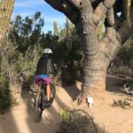 Guided Cactus Forest Mountain Bike Experience in La Ventana - Why Travelers Love This Experience