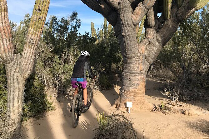 Guided Cactus Forest Mountain Bike Experience in La Ventana - Why Travelers Love This Experience