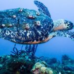 Guided Coral Reef Scuba Tour / 1 tank (Certified Divers Only) - Discovering Rincon’s Underwater Magic