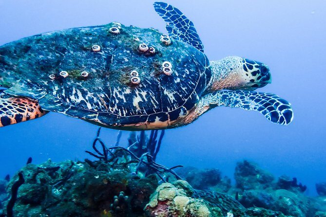 Guided Coral Reef Scuba Tour / 1 tank (Certified Divers Only)