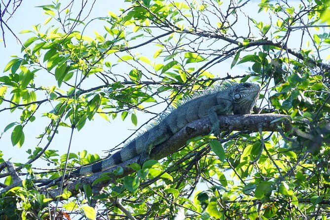 Guided Kayaking Tour of the Mitan Pond and its Mangrove - Itinerary Breakdown