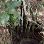 Guided Primeval Nature Walk Tour - Who Will Love This Tour?