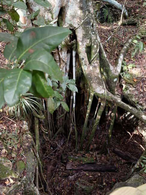 Guided Primeval Nature Walk Tour - Who Will Love This Tour?