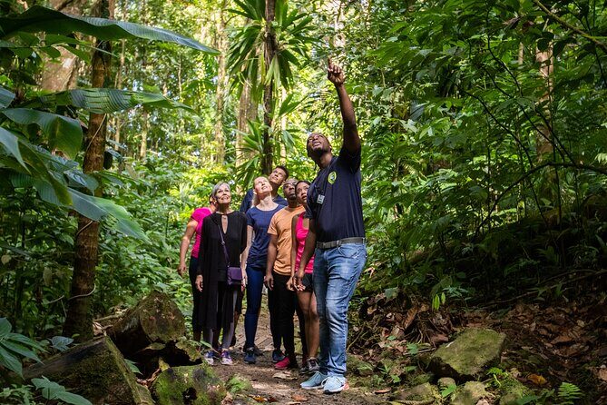 Guided Rainforest Hike on the Jacquot Trail  Castries, St Lucia - Practical Tips for Participants