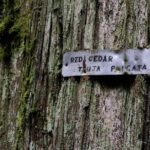 Guided Rainforest & Suspension Bridge Private Hike - Exploring the hidden treasures of the rainforest