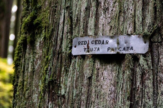 Guided Rainforest & Suspension Bridge Private Hike - Exploring the hidden treasures of the rainforest