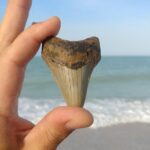 Guided Shark Tooth and Seashell Hunting Eco Tour on Manasota Key - What to Expect on the Itinerary