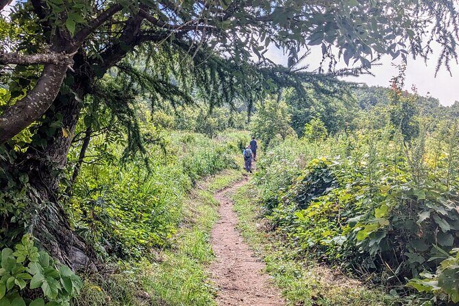Guided Shioya Maruyama Hike with Scenic Views and Snacks - Who Should Consider This Tour?