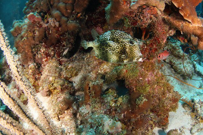 Guided Shore Dive for Certified Divers with Scubaçao (2 tank) - Authentic Experiences and Authenticity