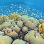 Guided shore dive on one of our house reefs for Certified Divers. - What’s Included and What’s Not