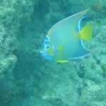 Guided Shore Diving Tour - What Travelers Say