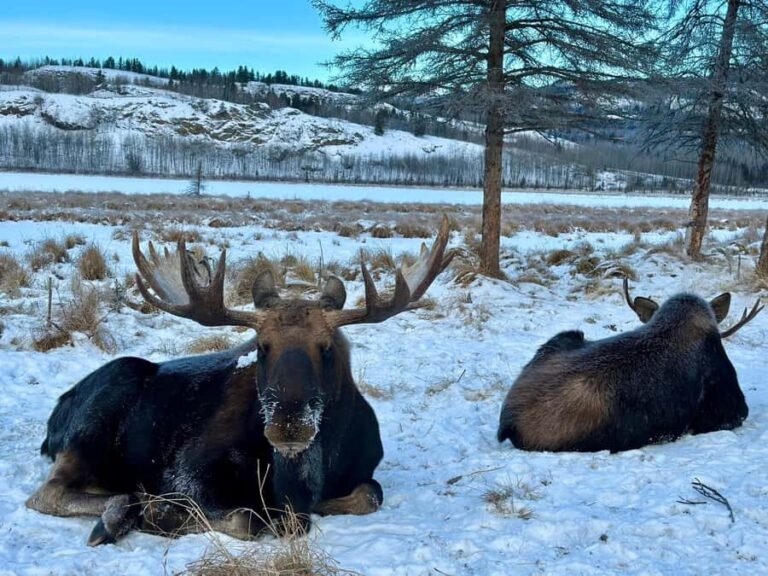 Guided Tour of the Yukon Wildlife Preserve - Who Will Love This Tour?