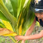 Guided UTV Ride-Along Tour on the Big Island - The Experiences Strengths and Considerations