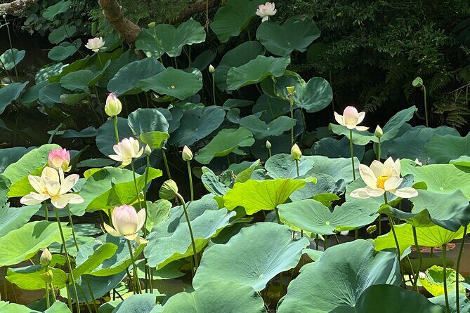 Guided Walking Tour in Kyoto - What Makes This Tour Stand Out
