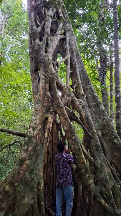 Guided walking tour in the Palenque jungle (Palenque National Park) - Exploring the Palenque Jungle: What to Expect