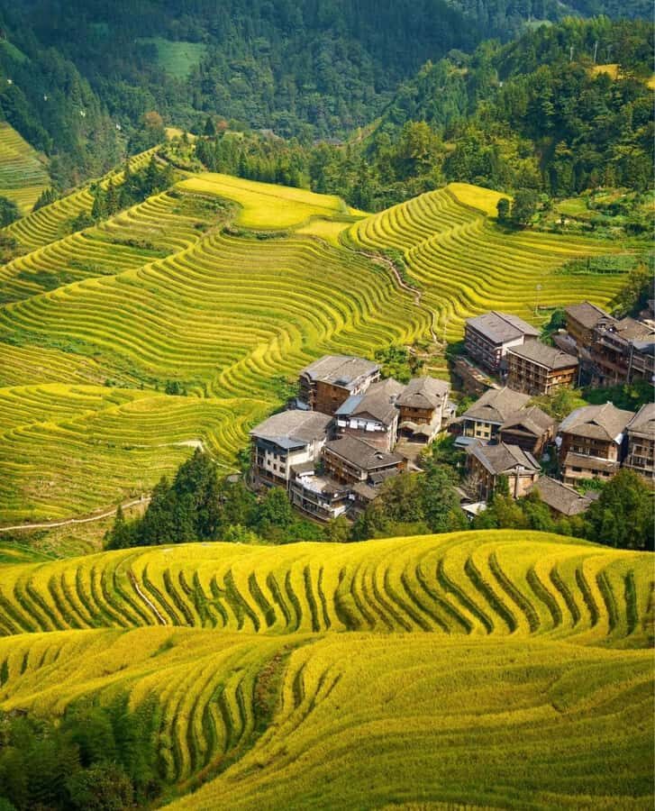 Guilin Longji: Rice Terrace with Oil Tea Demo & Zhuang Lunch - The Itinerary: What to Expect