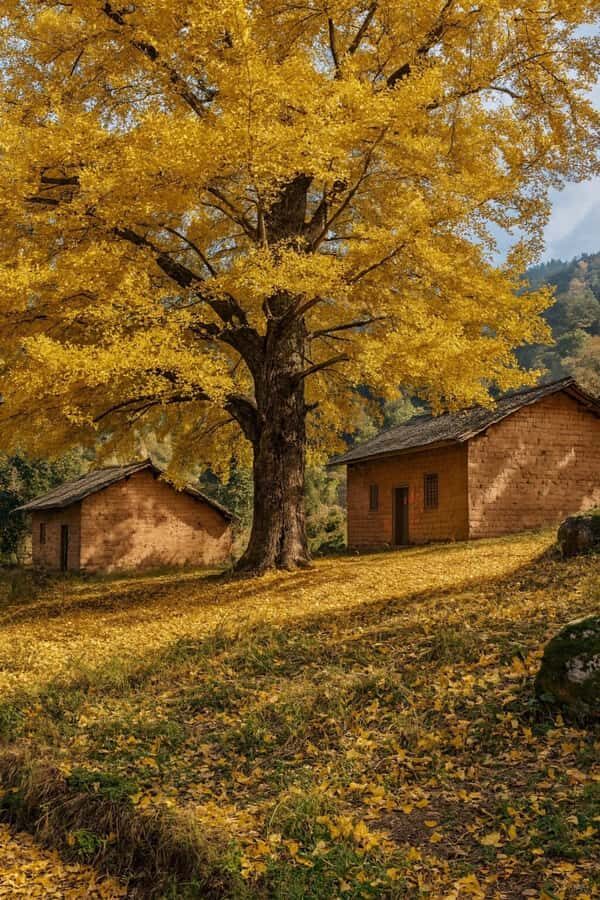 Guilin: Private Ginkgo Village and DaXu Ancient Town Tour - Visiting Datangbian Village