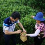 Guilin:Tea Picking and Processing at Qixian Peak Scenic Area - What to Expect During the Tour