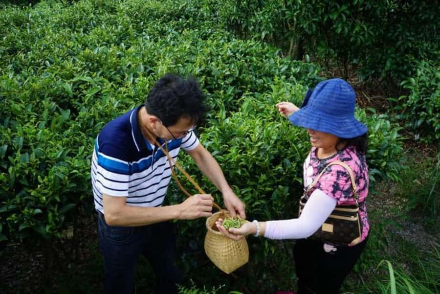 Guilin:Tea Picking and Processing at Qixian Peak Scenic Area - What to Expect During the Tour