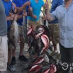 Gulf Stream Fishing Trip in Calabash - The Sum Up