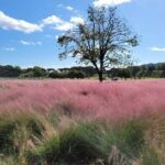 Gyeongju UNESCO Heritage Private Half-Day Tour - The Itinerary in Detail