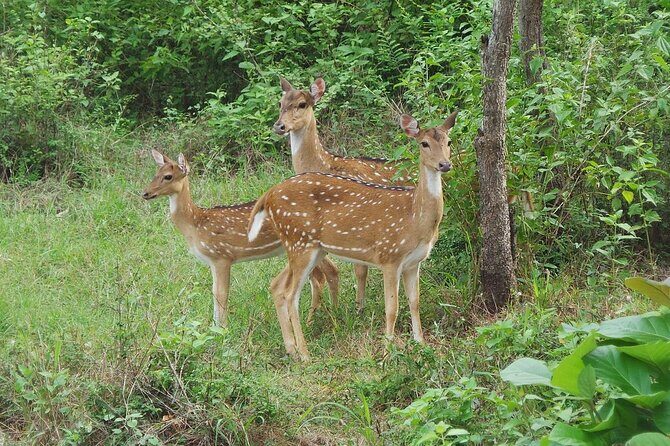 Habarana Eco Park Jeep Safari [private,full package] - Summary: Who Should Consider This Safari?