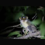 Habarana & Sigiriya: Night Safari to see nocturnal wildlife - The Final Stretch — Drop-offs and Reflection