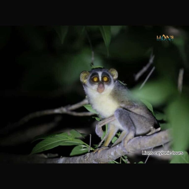Habarana & Sigiriya: Night Safari to see nocturnal wildlife - The Final Stretch — Drop-offs and Reflection