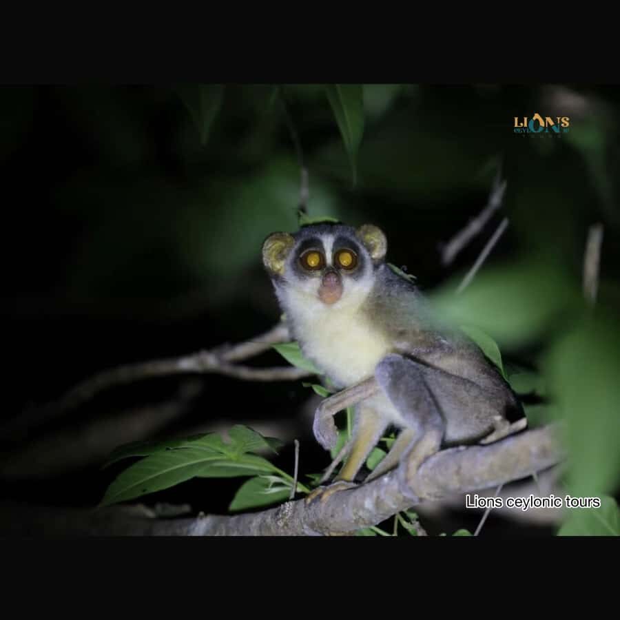 Habarana & Sigiriya: Night Safari to see nocturnal wildlife - The Final Stretch — Drop-offs and Reflection