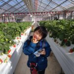 Hadano, Japan: Strawberry Picking Experience Near Tokyo - The Sum Up