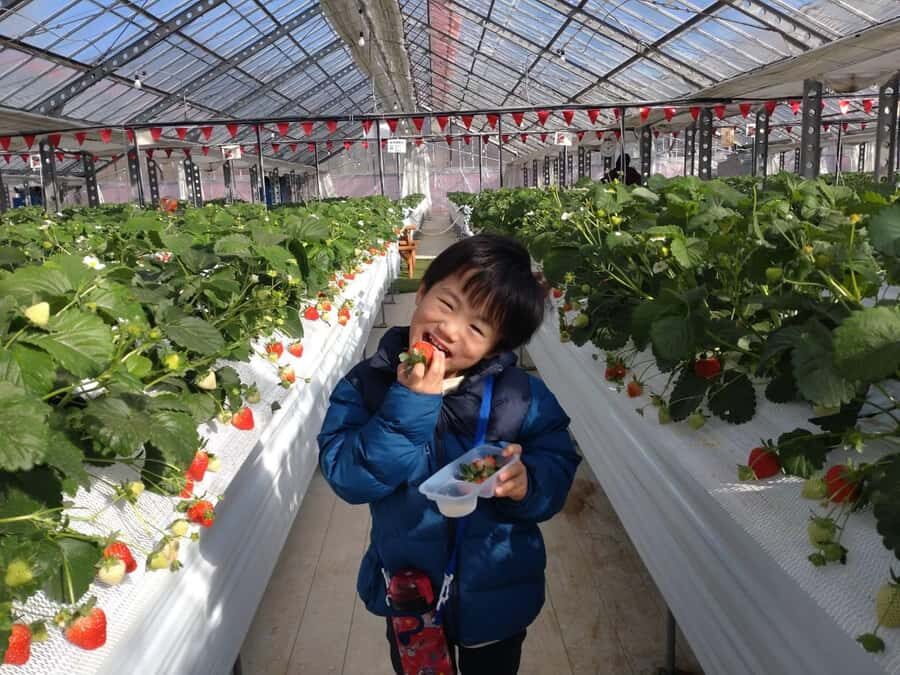 Hadano, Japan: Strawberry Picking Experience Near Tokyo - The Sum Up